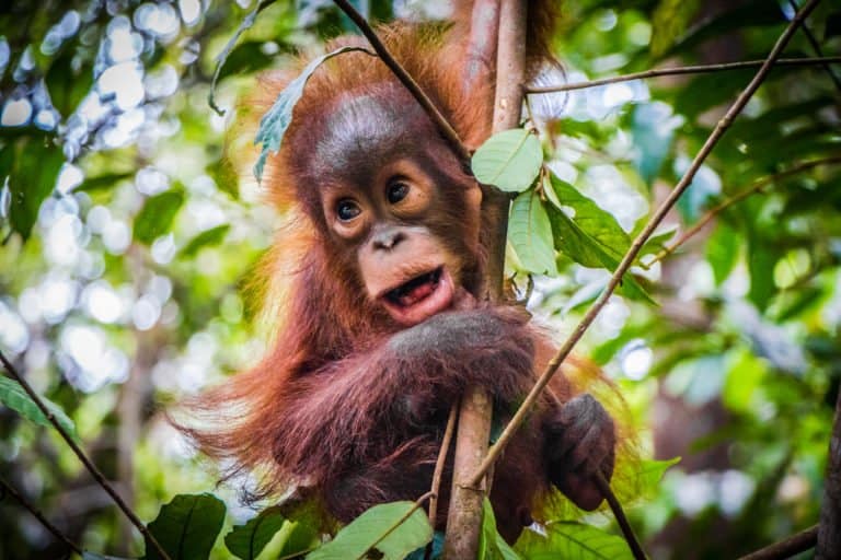 Are Orangutans Endangered and How Many Are Left in the World? - A-Z Animals