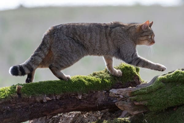 European Wildcat Animal Facts - Felis silvestris silvestris - A-Z Animals