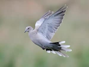Eurasian Collared-Dove vs Mourning Dove: What are the Differences? - A ...