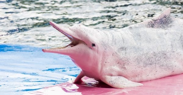 The 10 Largest Dolphins in the World - A-Z Animals