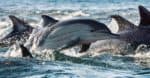 Dolphin Lifespan: How Long Do Dolphins Live? - A-Z Animals