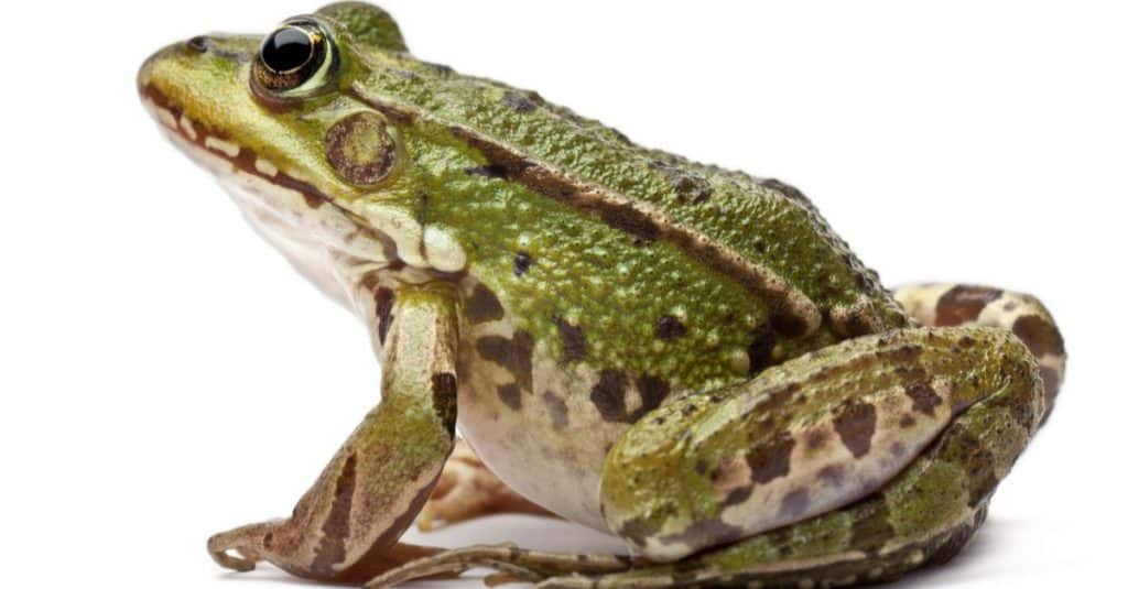 Frog Animal Facts - Anura - A-Z Animals