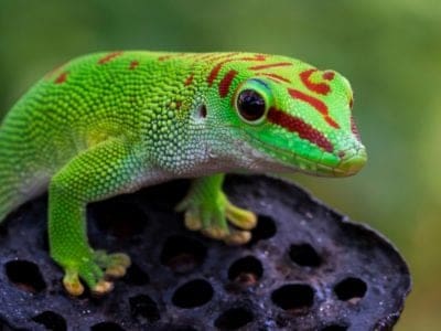 Gecko Animal Facts - AZ Animals
