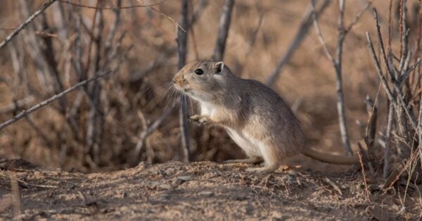 Gerbil Animal Pictures | A-Z Animals