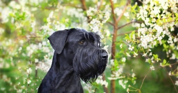 Giant Schnauzer Dog Breed Complete Guide - A-Z Animals