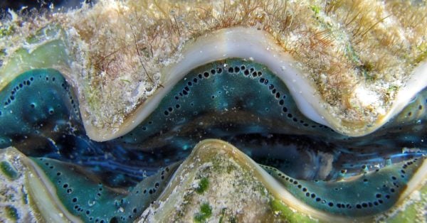 Disco Clam Animal Facts - Ctenoides ales - A-Z Animals