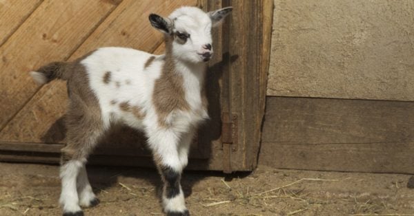 Goat Animal Facts Capra Hircus A Z Animals