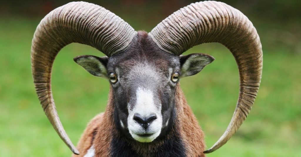 Goat Animal Facts - Capra hircus - A-Z Animals