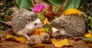 Hedgehog Animal Facts - A-Z Animals