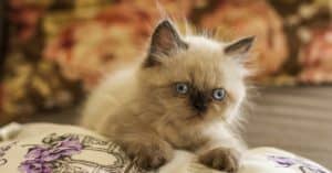 Himalayan Cat Prices in 2024: Purchase Cost, Vet Bills, and Other Costs ...