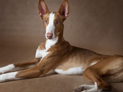 Ibizan Hound Dog Breed Complete Guide | AZ Animals