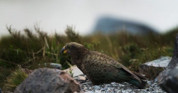 Meet the Kakapo, the World’s Heaviest Parrot - A-Z Animals