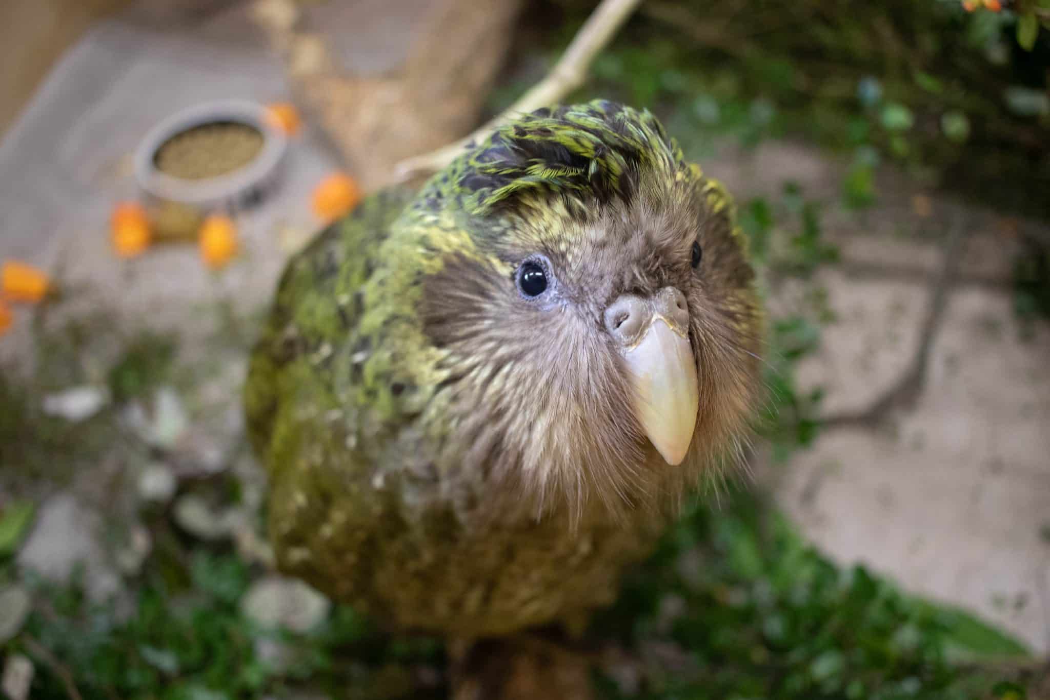 Meet the Kakapo, the World’s Only Flightless Parrot - A-Z Animals