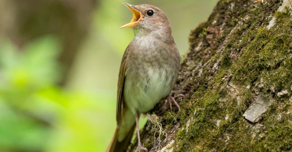 Nightingale Animal Facts - Luscinia megarhynchos - A-Z Animals