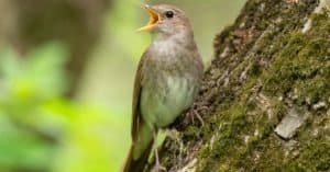 Nightingale Animal Facts - Luscinia megarhynchos - A-Z Animals
