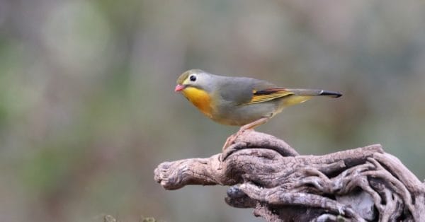 Nightingale Animal Pictures | A-Z Animals