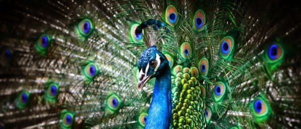 15 of The Most Beautifully Vibrant Creatures On The Planet - A-Z Animals
