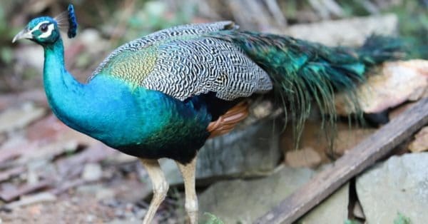 Peacock Animal Facts - Pavo cristatus - A-Z Animals
