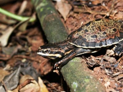 River Turtle Animal Facts | AZ Animals