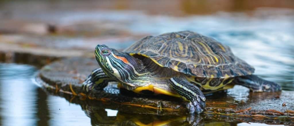 Wildlife in Liberia - Types of Liberian Animals - A-Z Animals