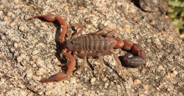 Scorpion Animal Facts - Scorpiones - A-Z Animals