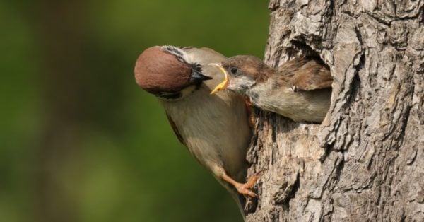 Sparrow Animal Facts - Passeridae - A-Z Animals