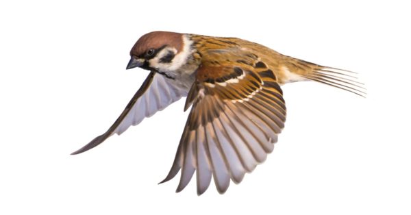 Sparrow - A-Z Animals