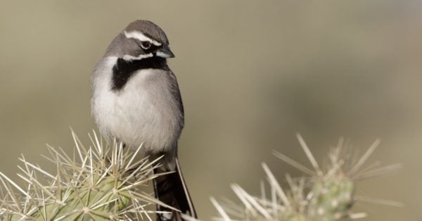 Sparrow Animal Facts - Passeridae - A-Z Animals