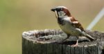 The Italian Sparrow: National Bird of Italy - A-Z Animals