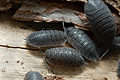 The Evolution of Pill Bugs’ Rolling Defense—and When It Doesn’t Work ...