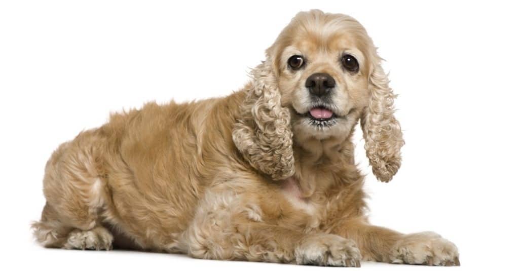 American Cocker Spaniel Animal Facts - Canis lupus familiaris - A-Z Animals