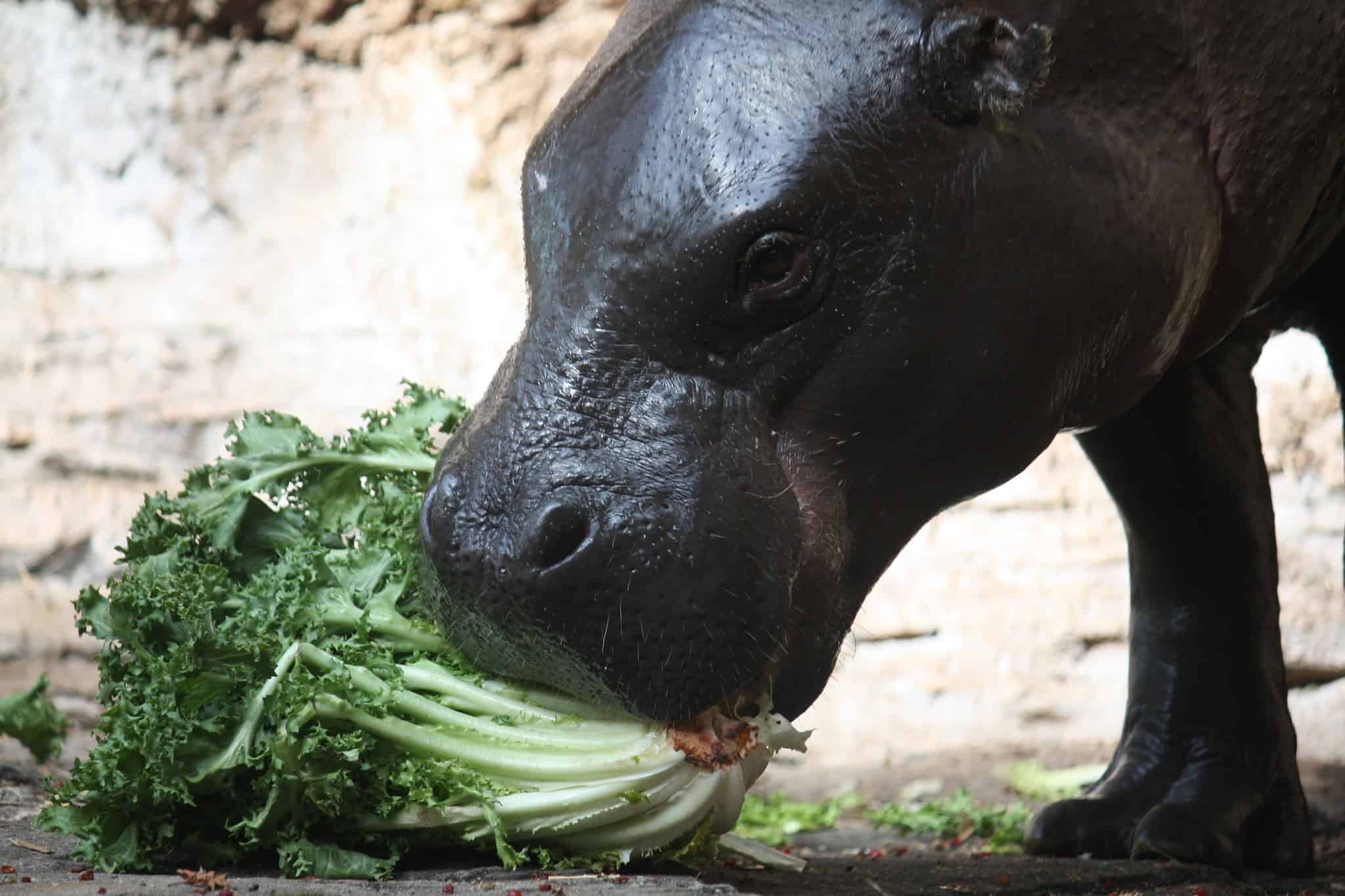 Exploring the Diet of Hippopotamuses: Herbivores with a Carnivorous ...