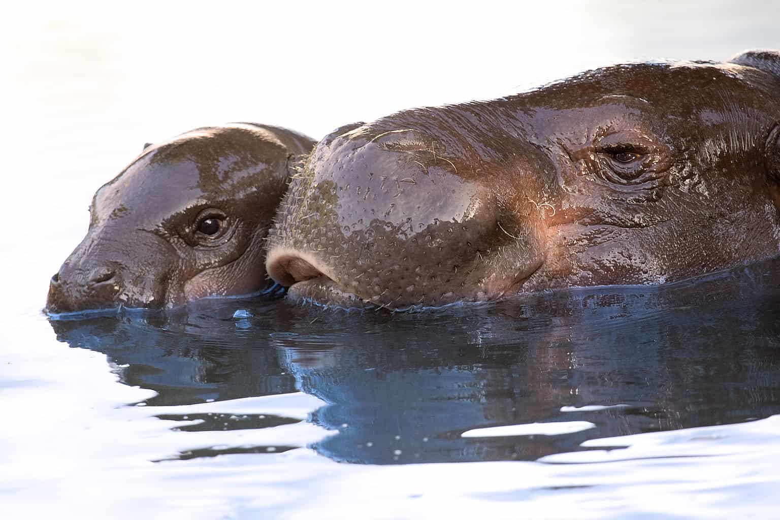 Discover Why Hippos Spray Their Poop Like a Fast Sprinkler - A-Z Animals
