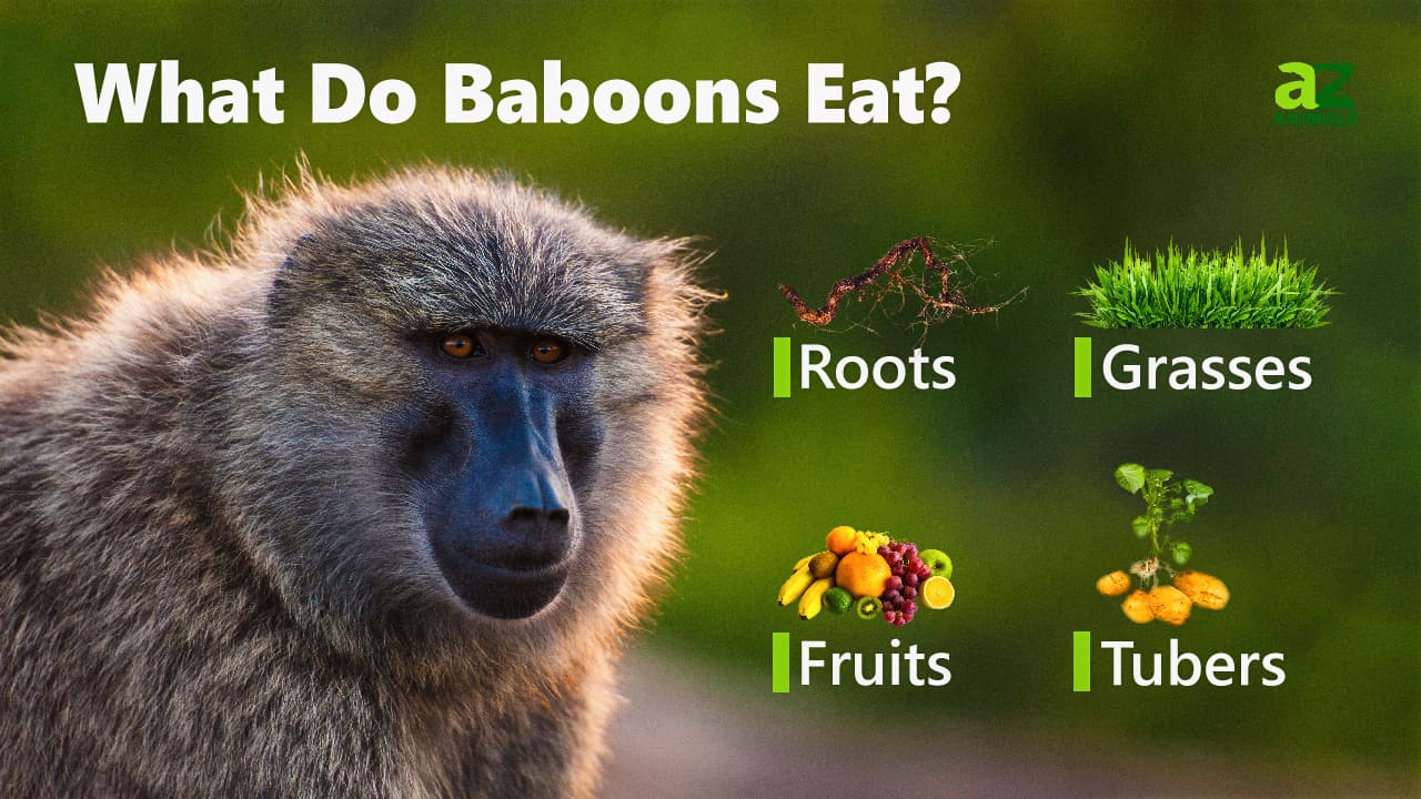 Baboon Animal Facts - Papio - A-Z Animals