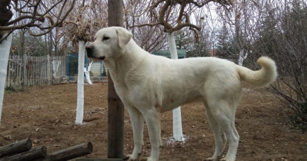 Akbash Dog Breed Complete Guide - A-Z Animals
