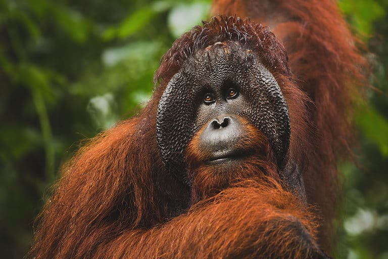 Orangutan Animal Facts - Pongo pygmaeus, Pongo abelii, Pongo ...
