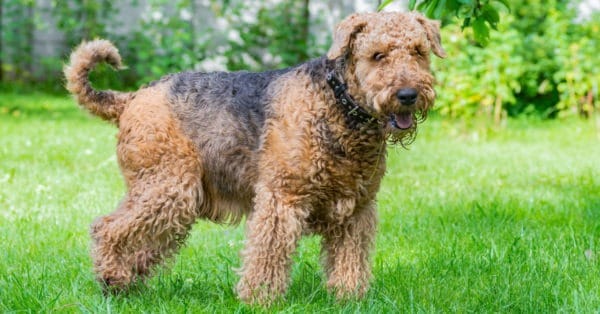 Airedale Terrier Progression: Growth Chart, Milestones, and Training ...