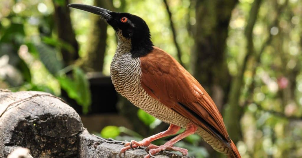 Bird of Paradise Animal Facts - Paradisaeidae - A-Z Animals