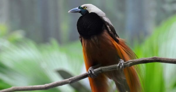 Bird of Paradise Animal Facts - Paradisaeidae - A-Z Animals