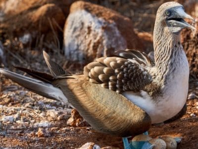 Booby Bird Facts | AZ Animals