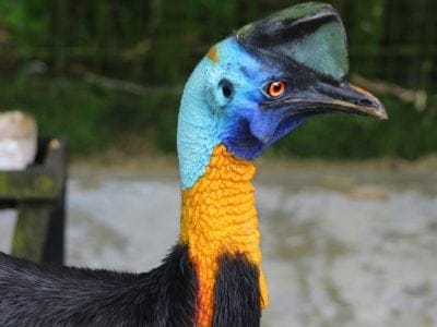 Cassowary Bird Facts - AZ Animals