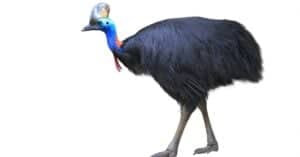 Cassowary Animal Pictures | A-Z Animals