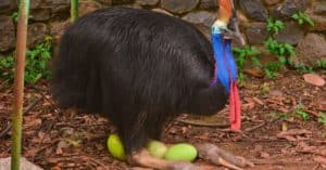 Bird Incubation Process: How Long Does It Take for Eggs to Hatch? - A-Z ...
