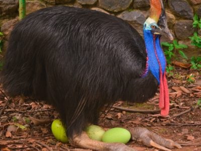 Cassowary Bird Facts - AZ Animals