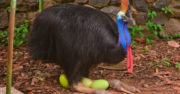Cassowary Animal Pictures | A-Z Animals