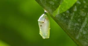 Caterpillar Animal Facts - Lepidoptera - A-Z Animals