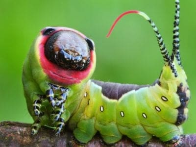 Fascinating Facts About Caterpillars
