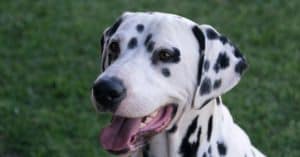 Why These Beautiful Animals Have Spots - A-Z Animals