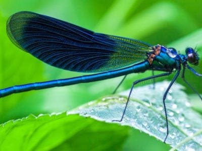 Dragonfly Insect Facts | AZ Animals