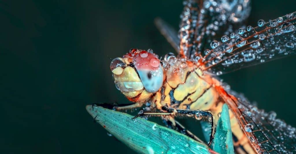 Dragonfly Animal Facts - Odonata - A-Z Animals